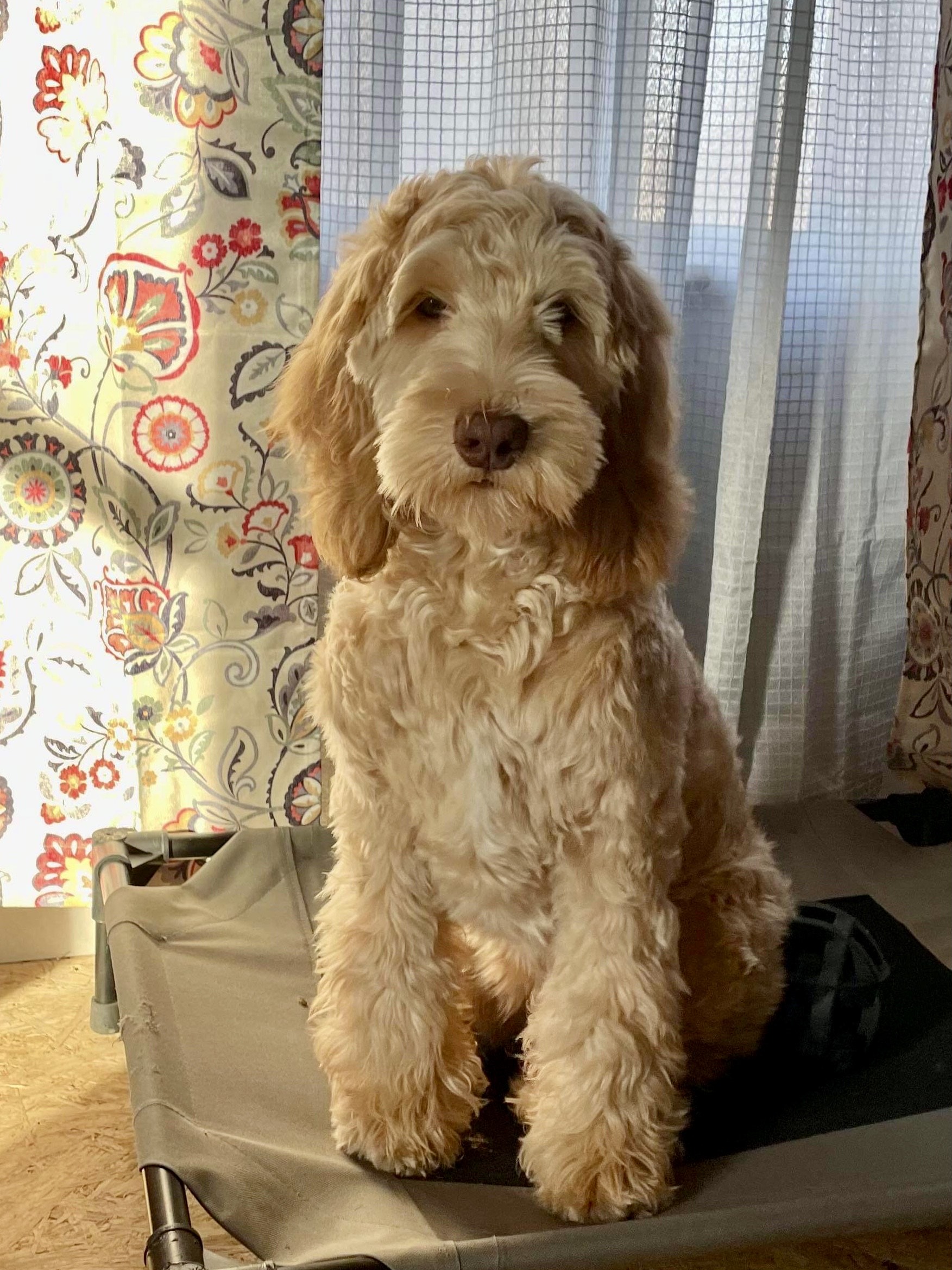 Breeding Dogs – Hidden Pond Labradoodles